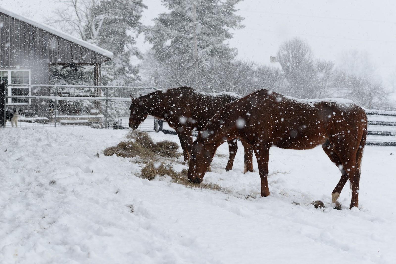 Punkin's Patch: Snow Ponies