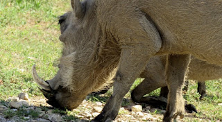 African Wild Pigs