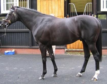 Turfe e Élevage: Manduro e Shirocco