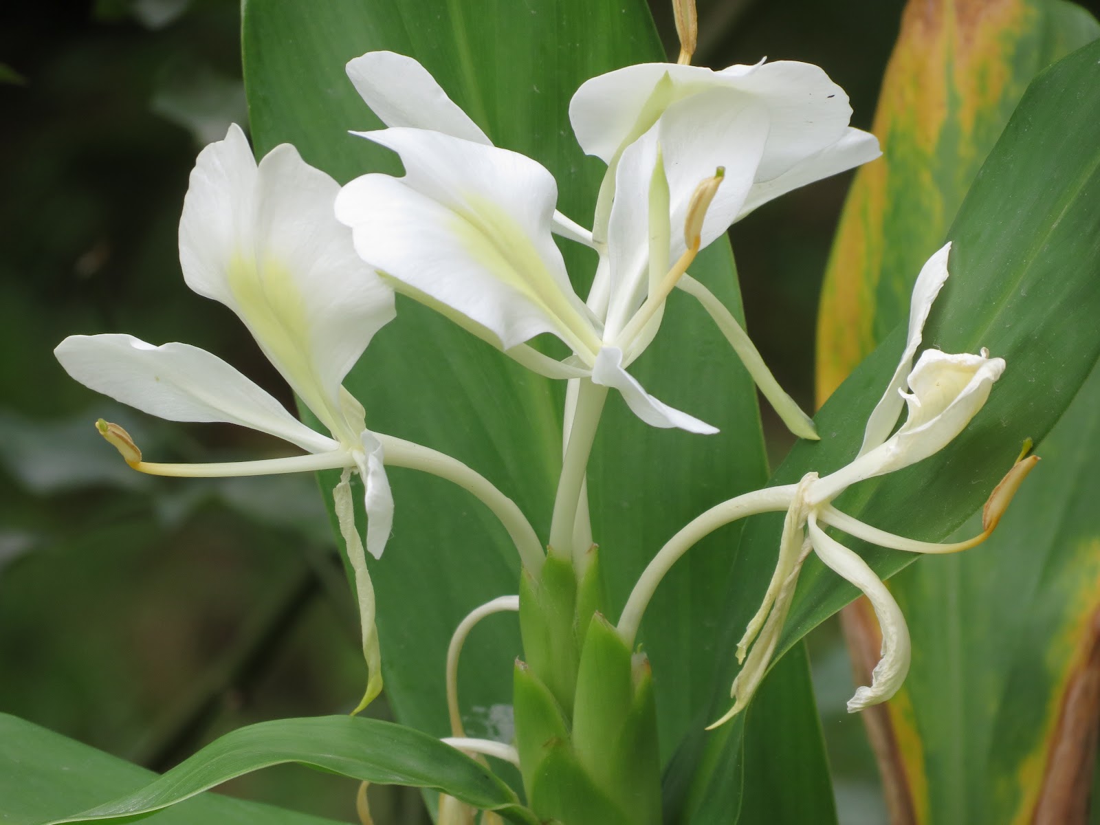 Mythistical: Flowers Of Peru