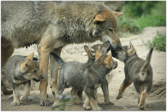 Imagenes de lobos reales - Imagui