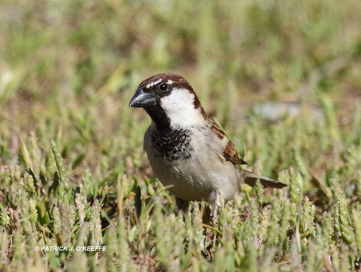 Raw Birds: ITALIAN SPARROW (Male) (Passer italiae) Palaiochora Harbour ...