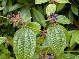 Tepus Somorejo: Hutan Tepus Pun Menyuguhkan Aneka Buah-Buahan