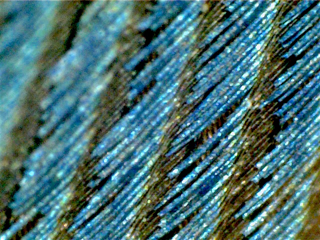 Magnified Congo Peacock Feathers