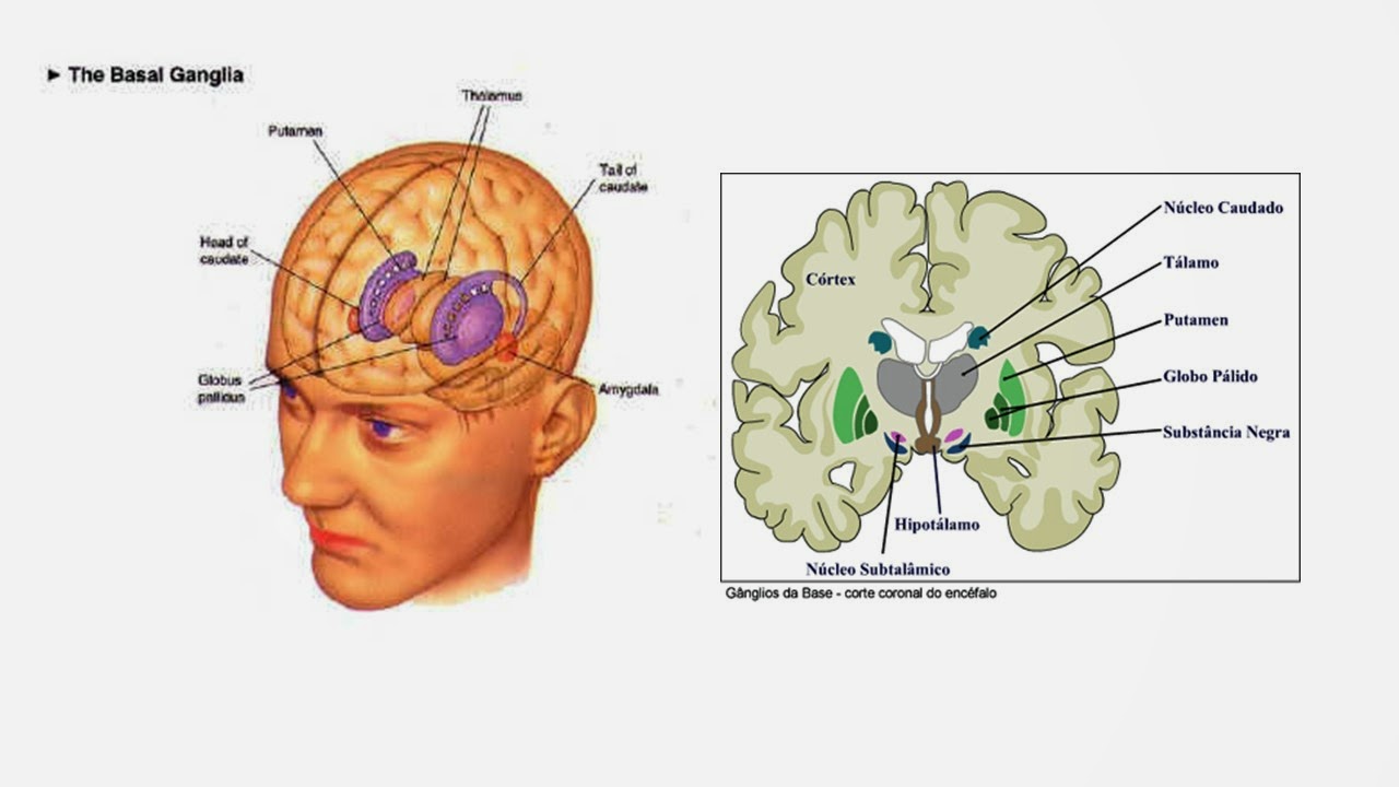 Liga de Anatomia ULBRA: ENCÉFALO - NÚCLEO DA BASE