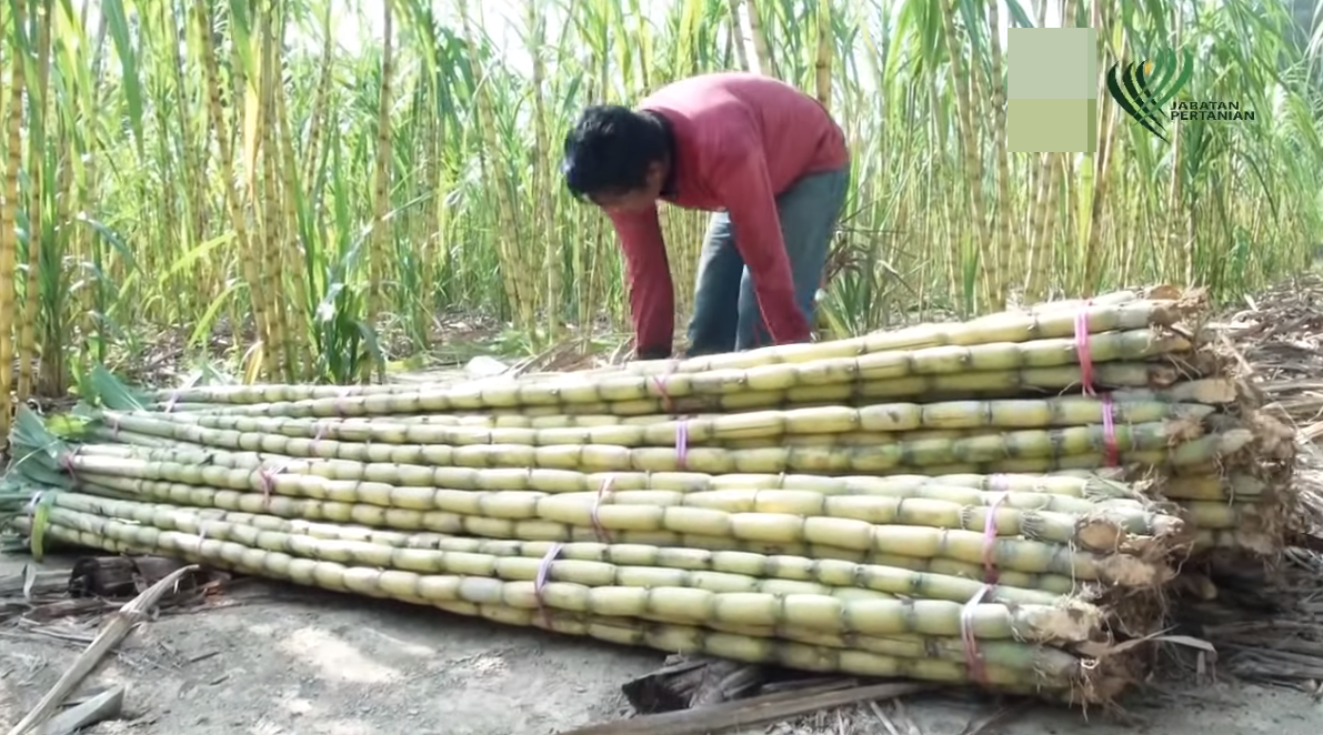 Panduan Lengkap Menanam Tebu Secara Komersial Oleh Jabatan Pertanian ...