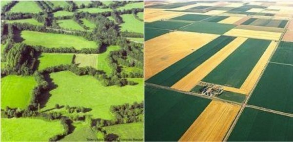 Didacta-Sociales: Tema 4º. El sector Primario