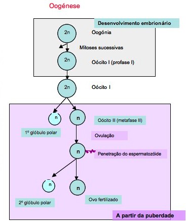 A Vida em Foco: Gametogénese - Oogénese