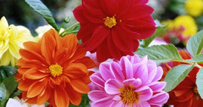 Flori: Flori de toamna