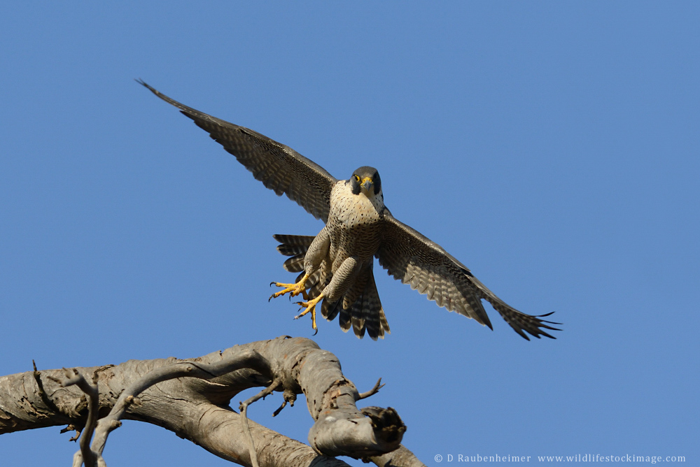 Wild PhotoMag: Peregrin Falcon Delight at Rietvlei Nature Reserve