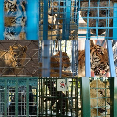 Hubble & Hattie: International Animal Rescue with Four Paws Charity