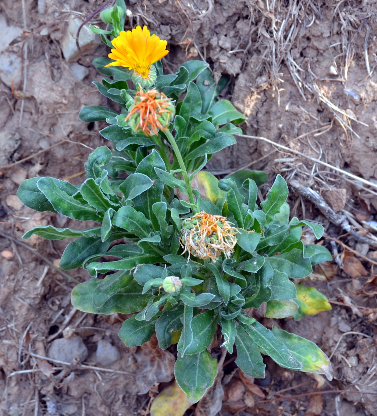 EN EL MONCAYO: Caléndula (caléndula officinalis)