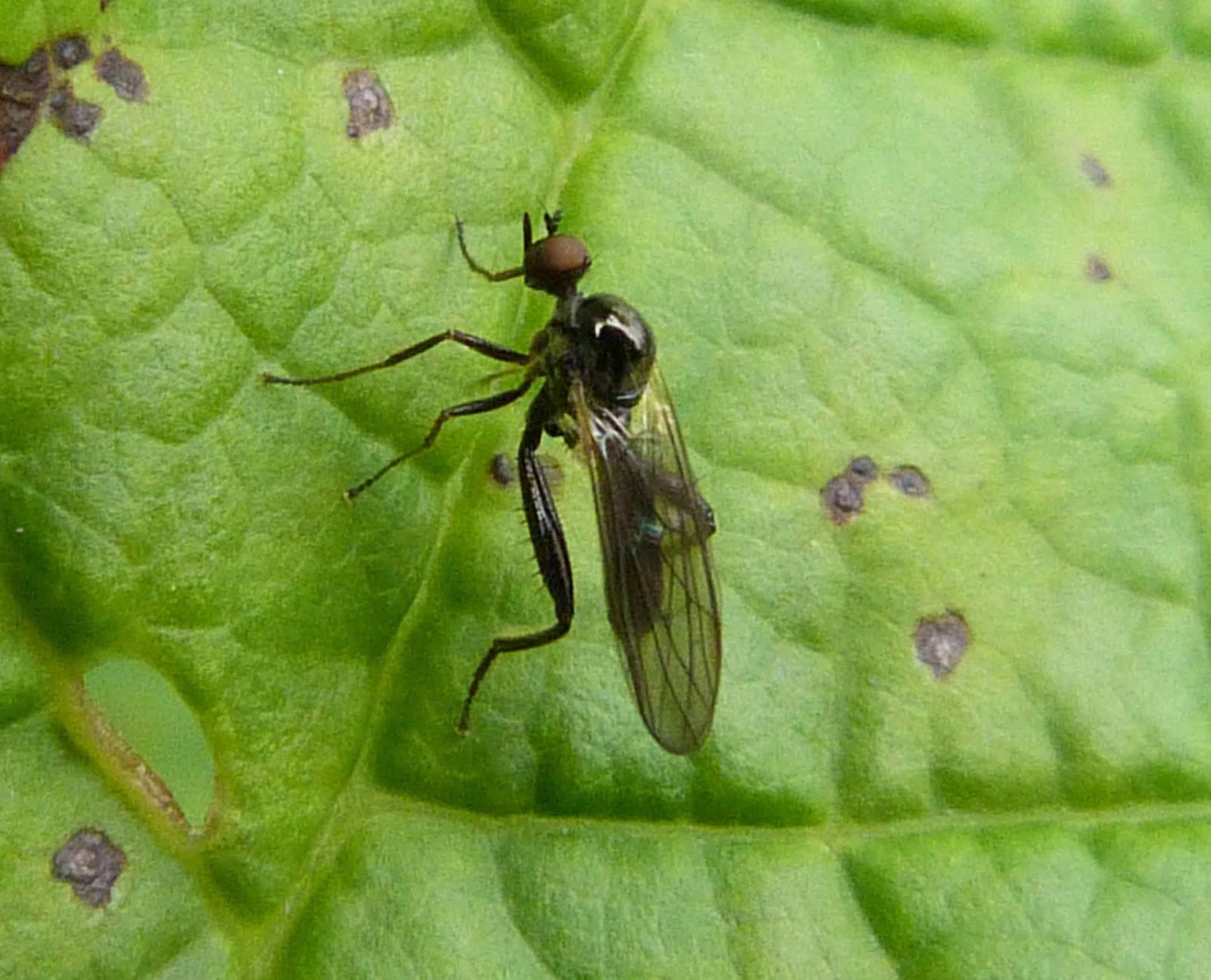 Insects of Scotland: Dance/Dagger Flies
