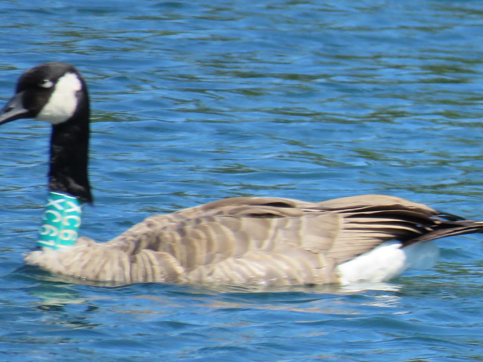 Bird & Travel Photos, Birding Sites, Bird Information: PAIR OF BANDED ...