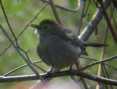 Woods Walks and Wildlife: A catbird on guard, and more flowers and bugs