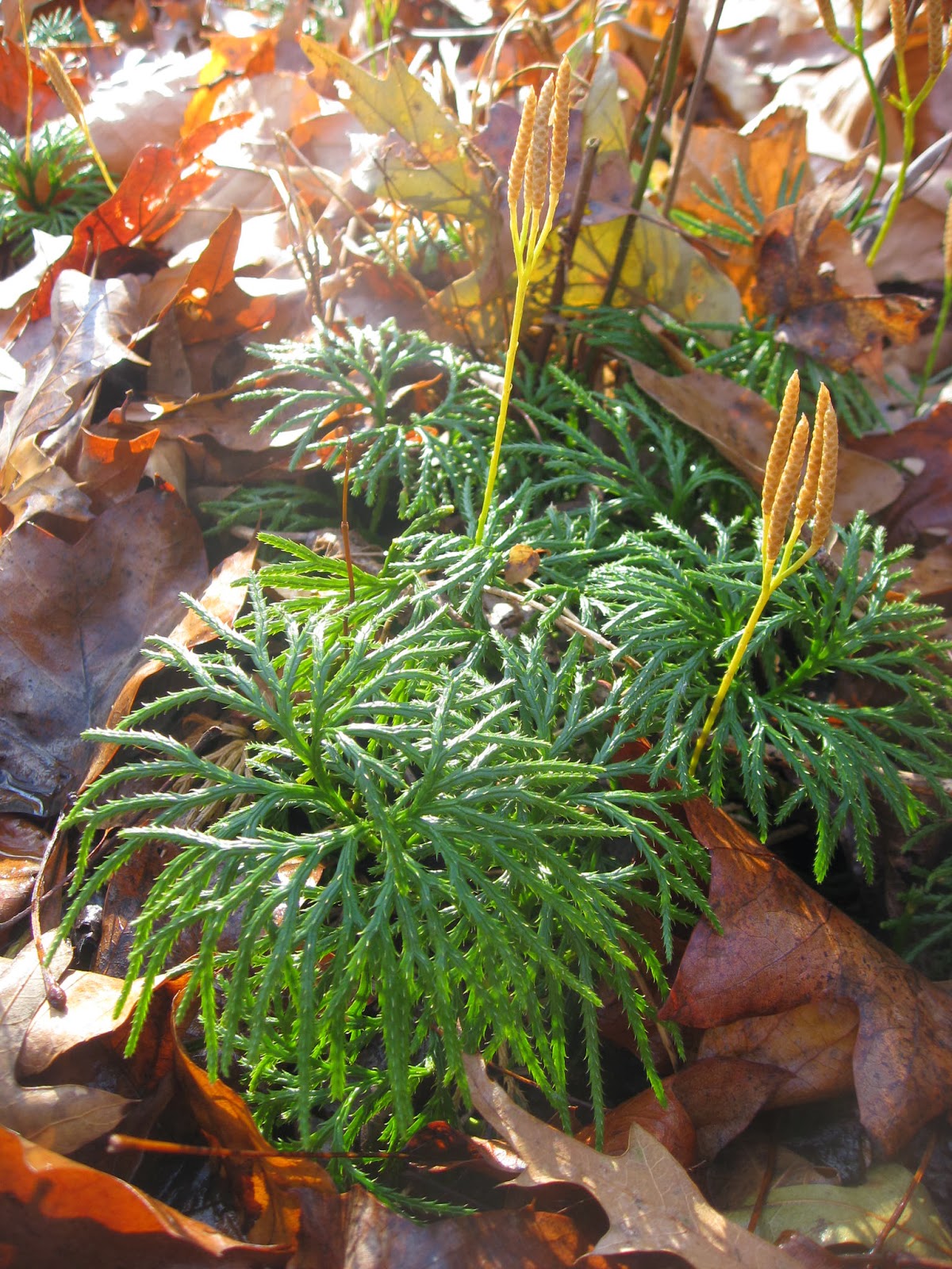 Ground Cedar Club Moss