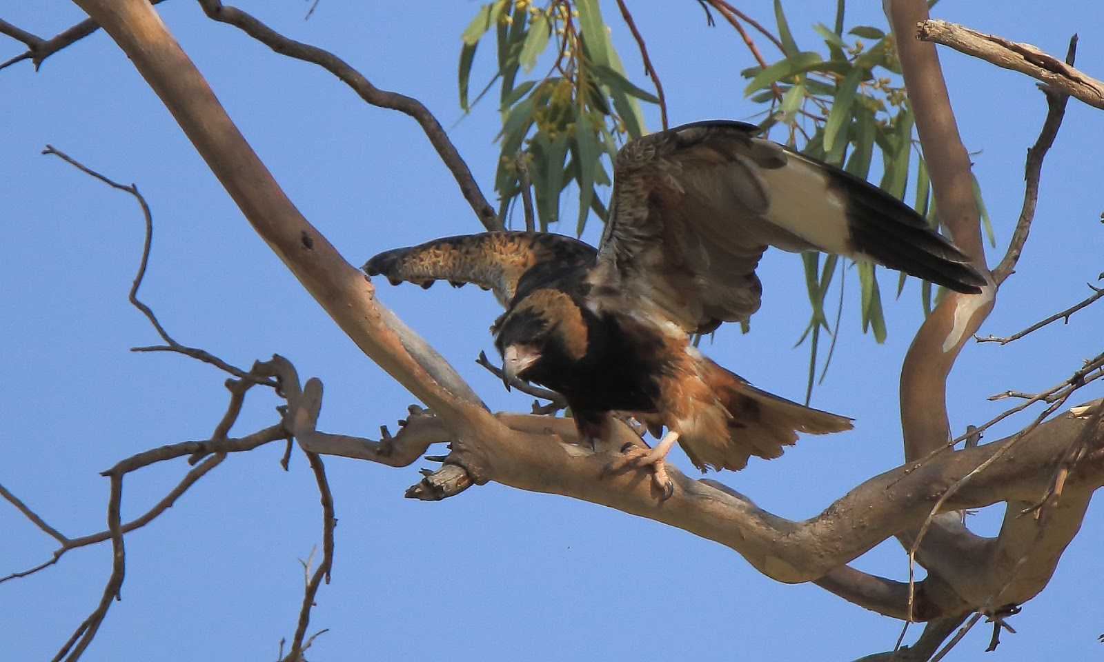 Richard Waring's Birds of Australia: Latest update on the Black ...