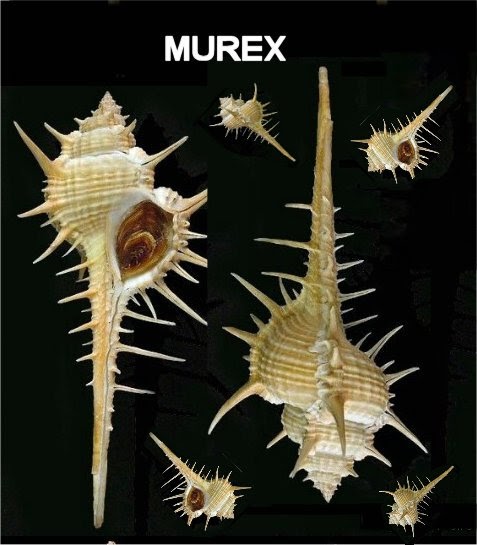 LOS FENICIOS EN EL MEDITERRANEO - CANANEOS: EL MUREX - LA PURPURA