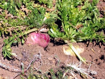 Семена и саженцы экзотических и лекарственных растений: Мака перуанская