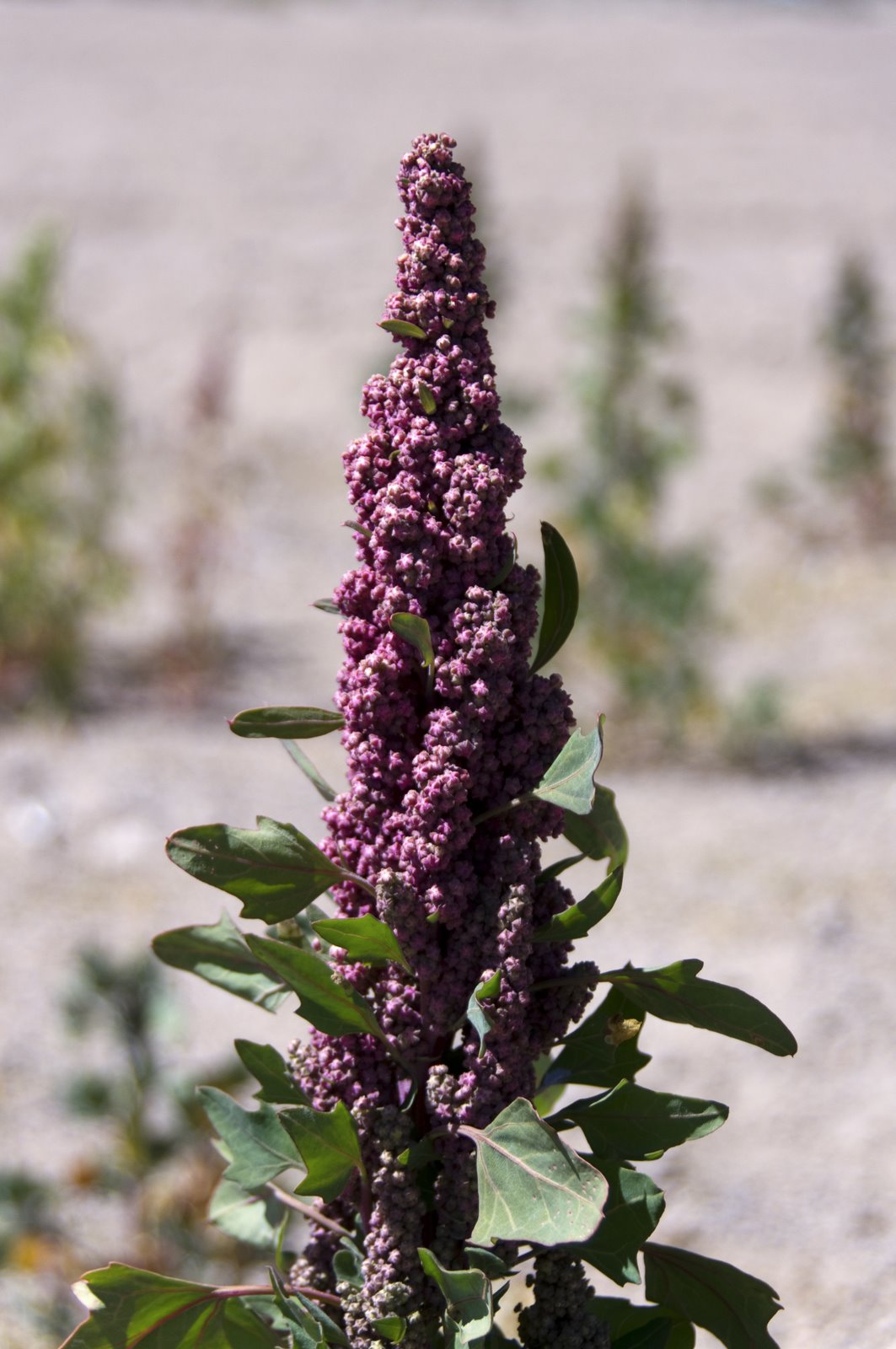 Mes photos: fleur de quinoa