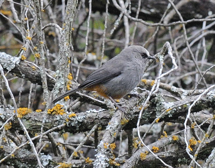ZOOTHERA BIRDING BLOG: Sof Omar