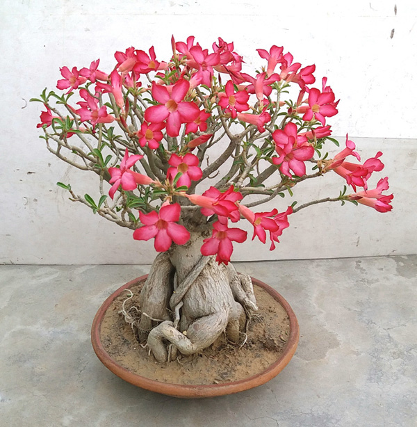 September 2018 | Bonsai Adenium Plant