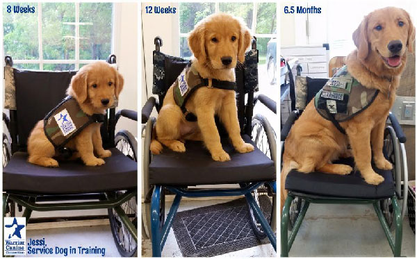 Can Service Dogs Help With Celiac Disease