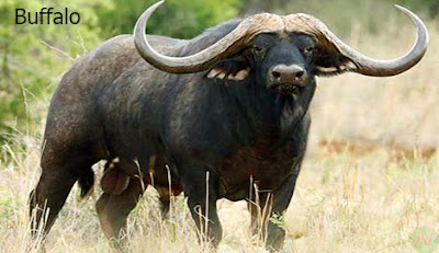 Domestic Animals Name Meaning & Image | Necessary Vocabulary ...