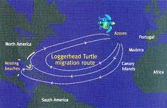 Sea Turtle Migration