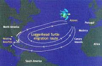 Sea Turtle Migration