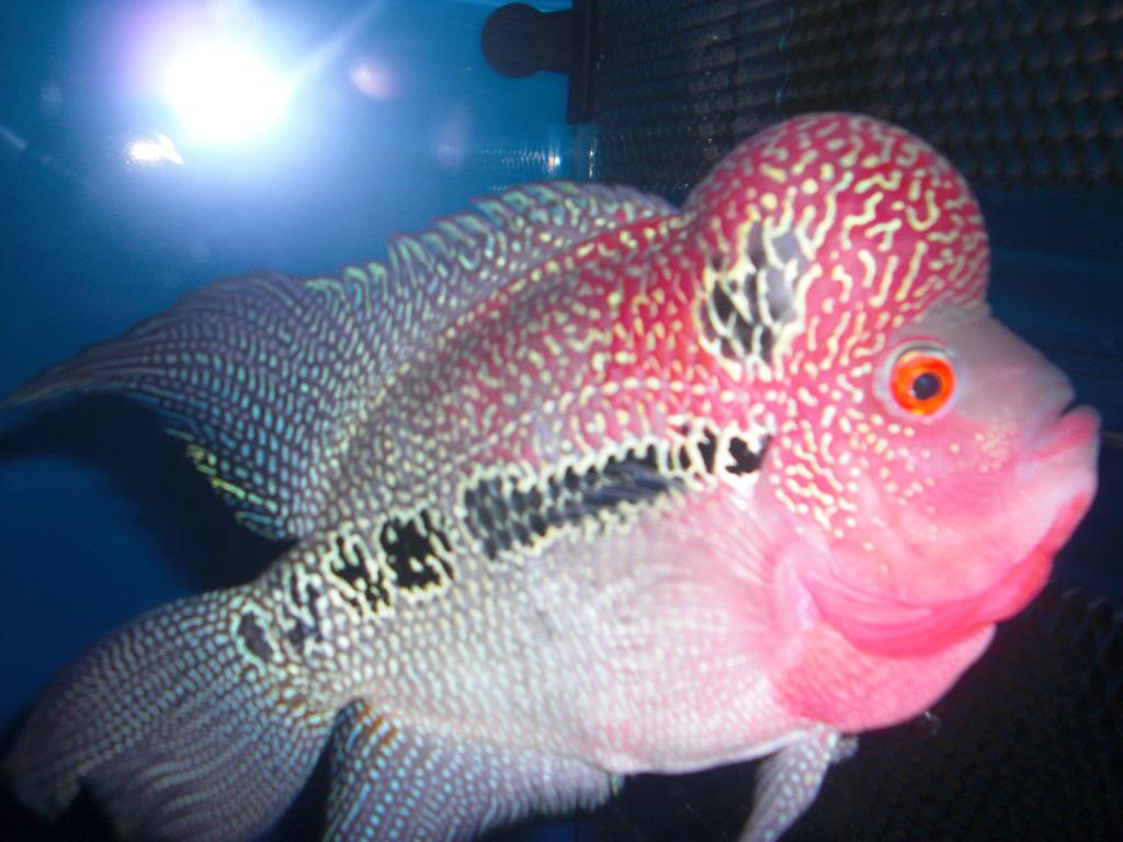 Flowerhorn The Hybrid Cichlids: Red Dragon Flowerhorn