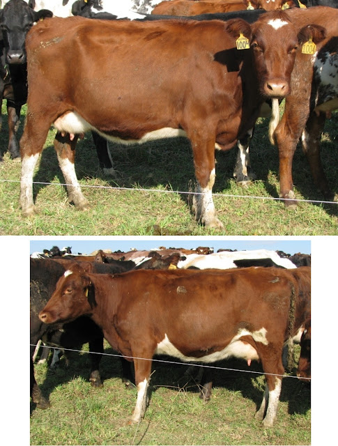 Amazing Grace Dairy: November 2012 Cows for Sale - SOLD (for the most part)