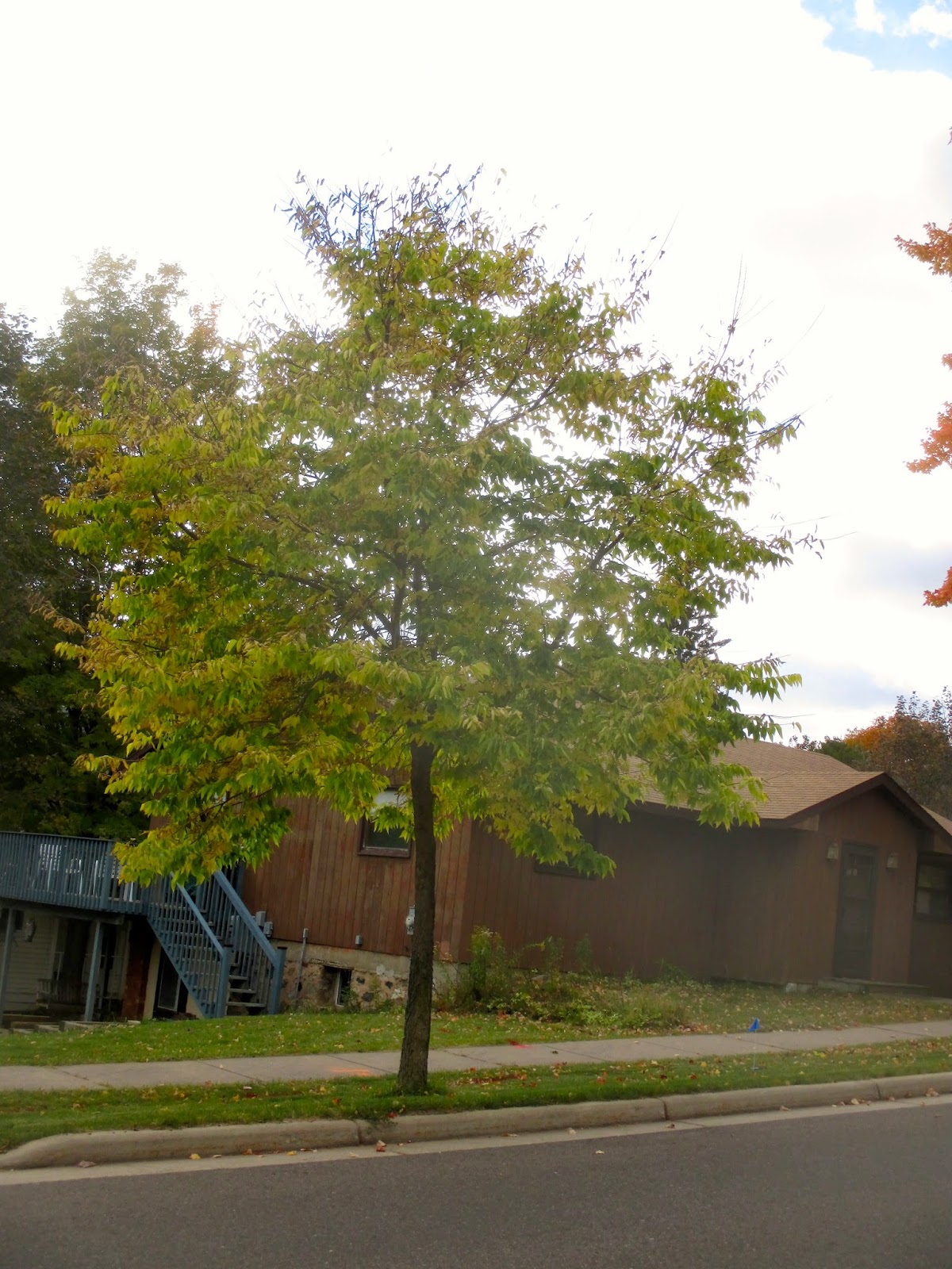 Art's Bayfield Almanac: WALNUT AND HACKBERRY FALL COLOR