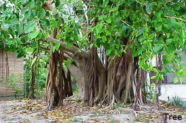 Nuga, Mahanuga/Ficus benghalensis | Herbal plants Sri Lanka