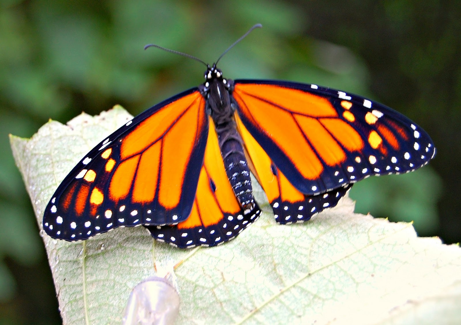Serenity Cove: Michigan Flowers