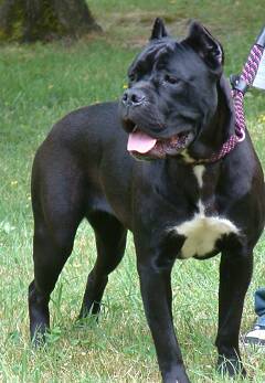 El cane corso, un perro fuerte pero equilibrado | Perros Fotogénicos