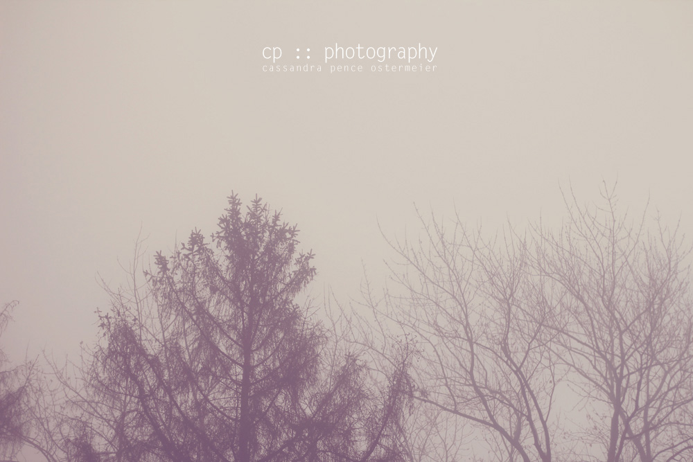 sassafras: beautifully bleak :: nature photography
