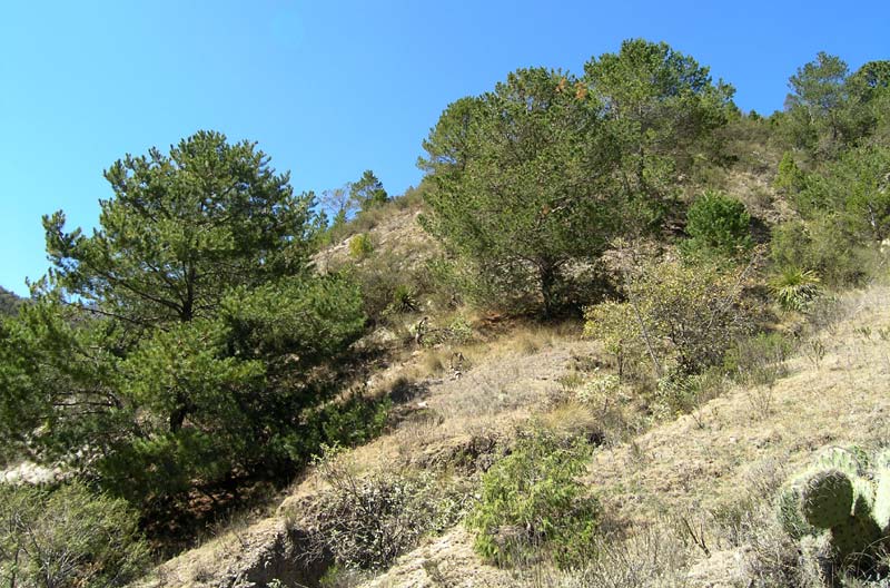 Crecimiento y supervivencia de una plantación de Pinus greggii Engelm ...