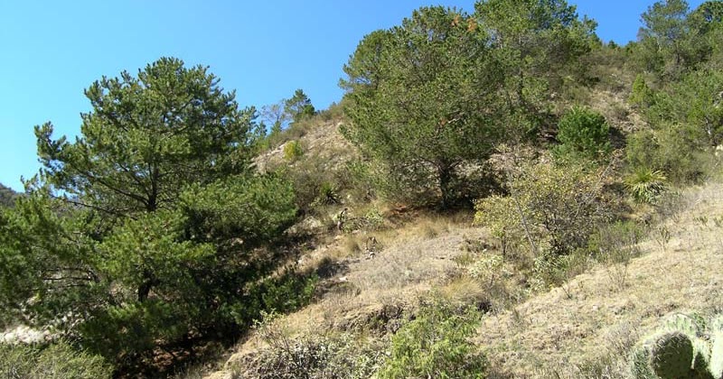 Tecnologias Rurales: Crecimiento y supervivencia de una plantación de ...