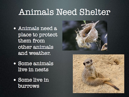 Science World : Animal's needs