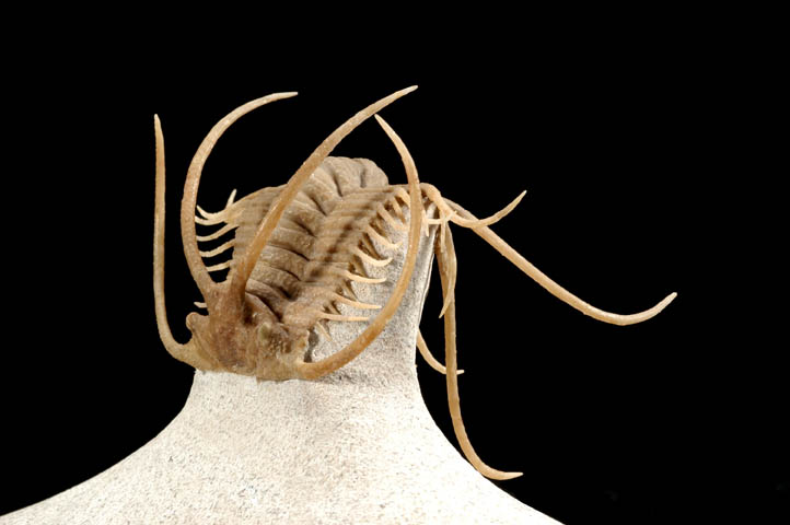 varia & curiosa: Trilobites russes