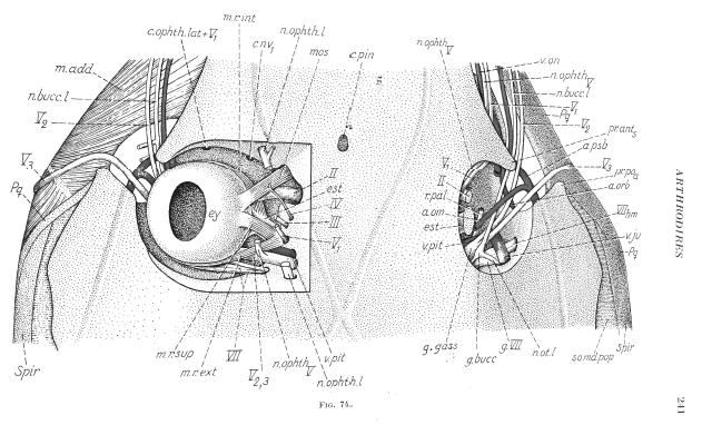 PaleoStories: Le Cronache di Placodermata Ep5: Petalichthyida, tesoro ...