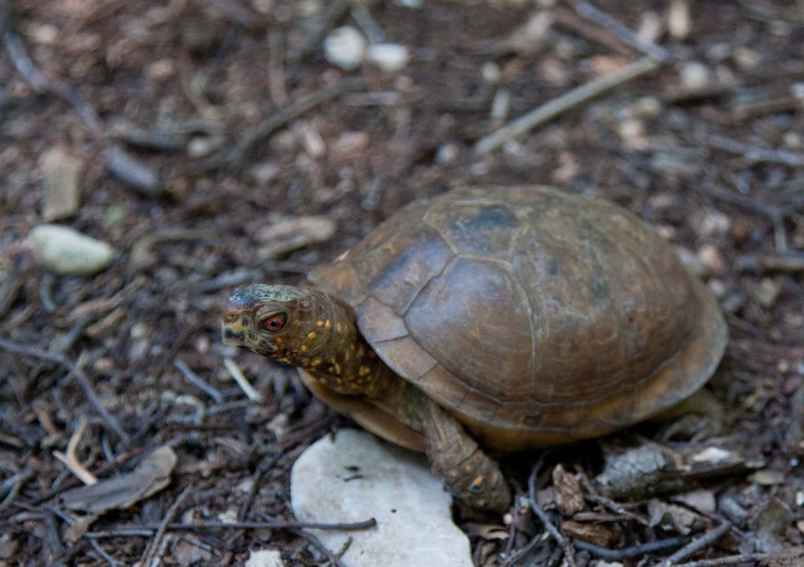 NatureWatch: Turtle Teachings