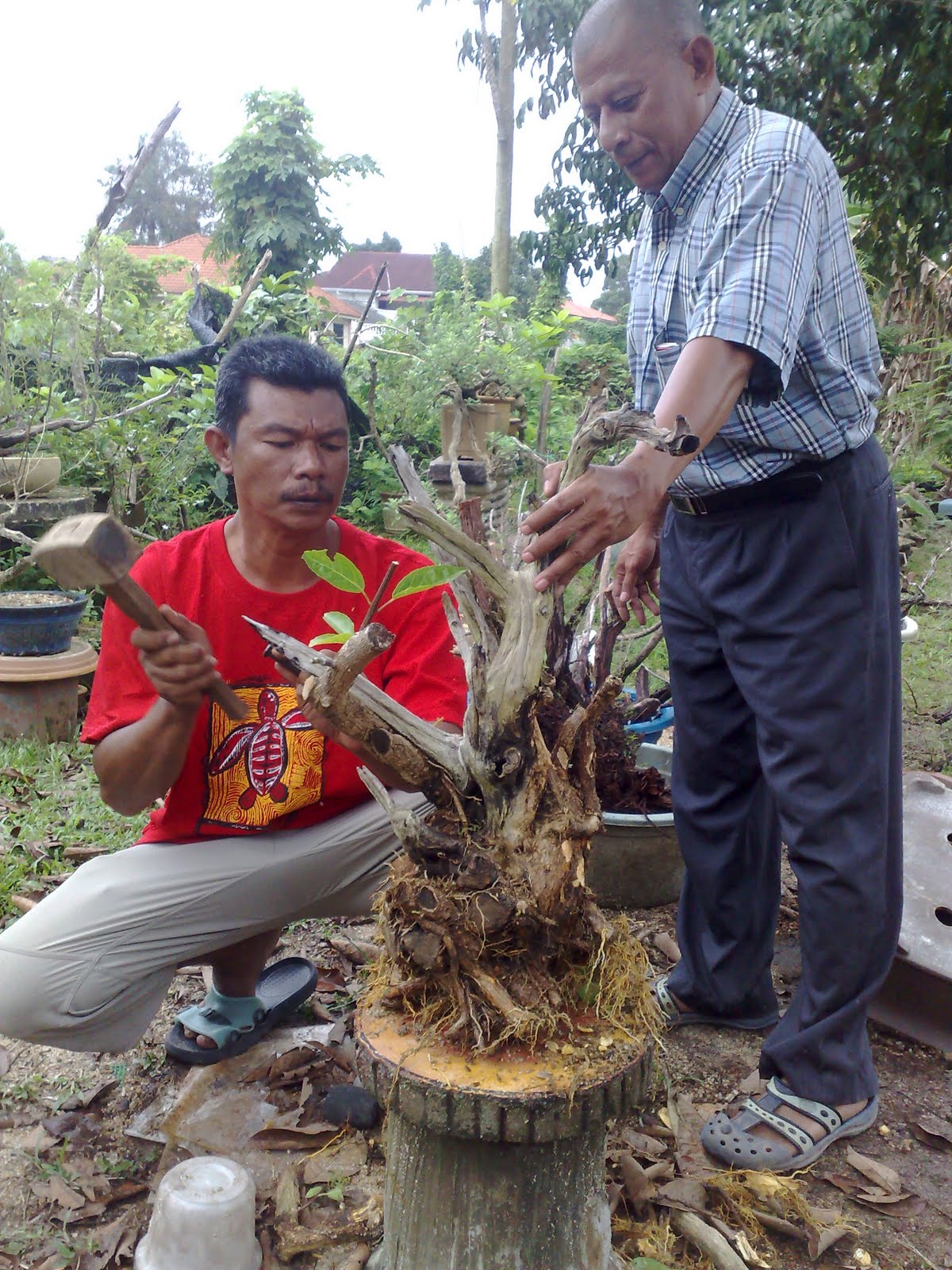 Mat Yie Garden: BEBUAS / PREMNA NOUSEOSE UBAHSUAI