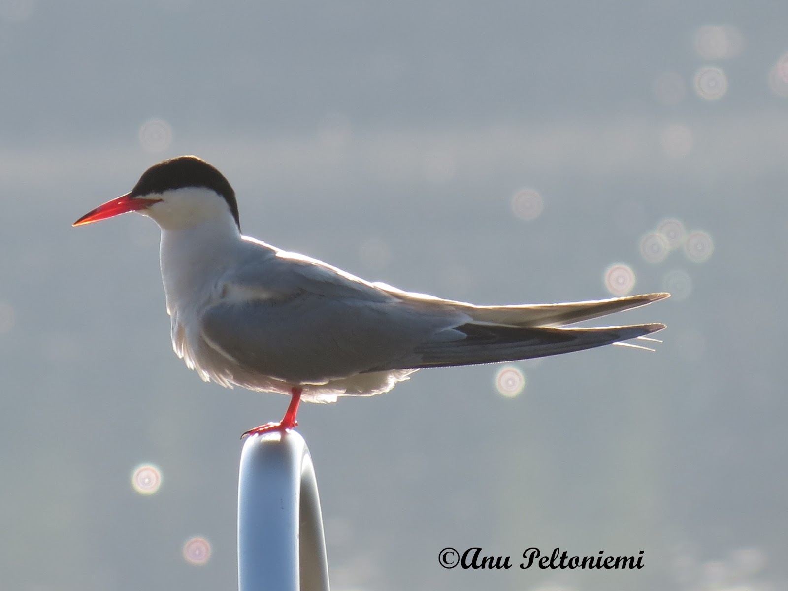 Lintuilua - Birding: Tiira