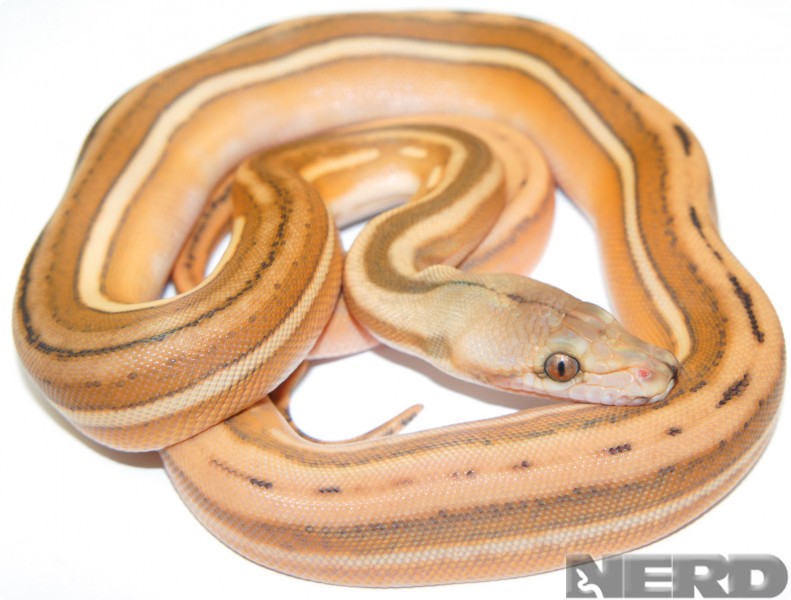 The Joys of Reptile Keeping and Awesome Reptiles: If only I could own