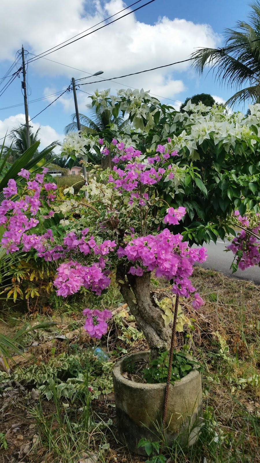 Warisan Petani: Bunga Musim Panas