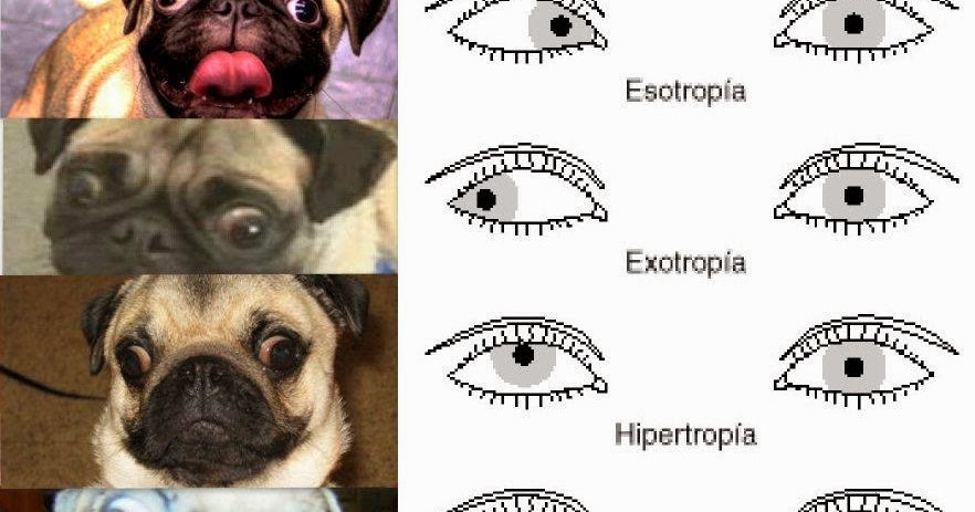 Criadero PUG Vaztor: ESTRABISMO (ojos biscoz) EN EL PUG