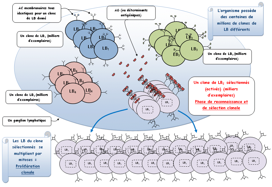 Cours animés en image d'immunologie