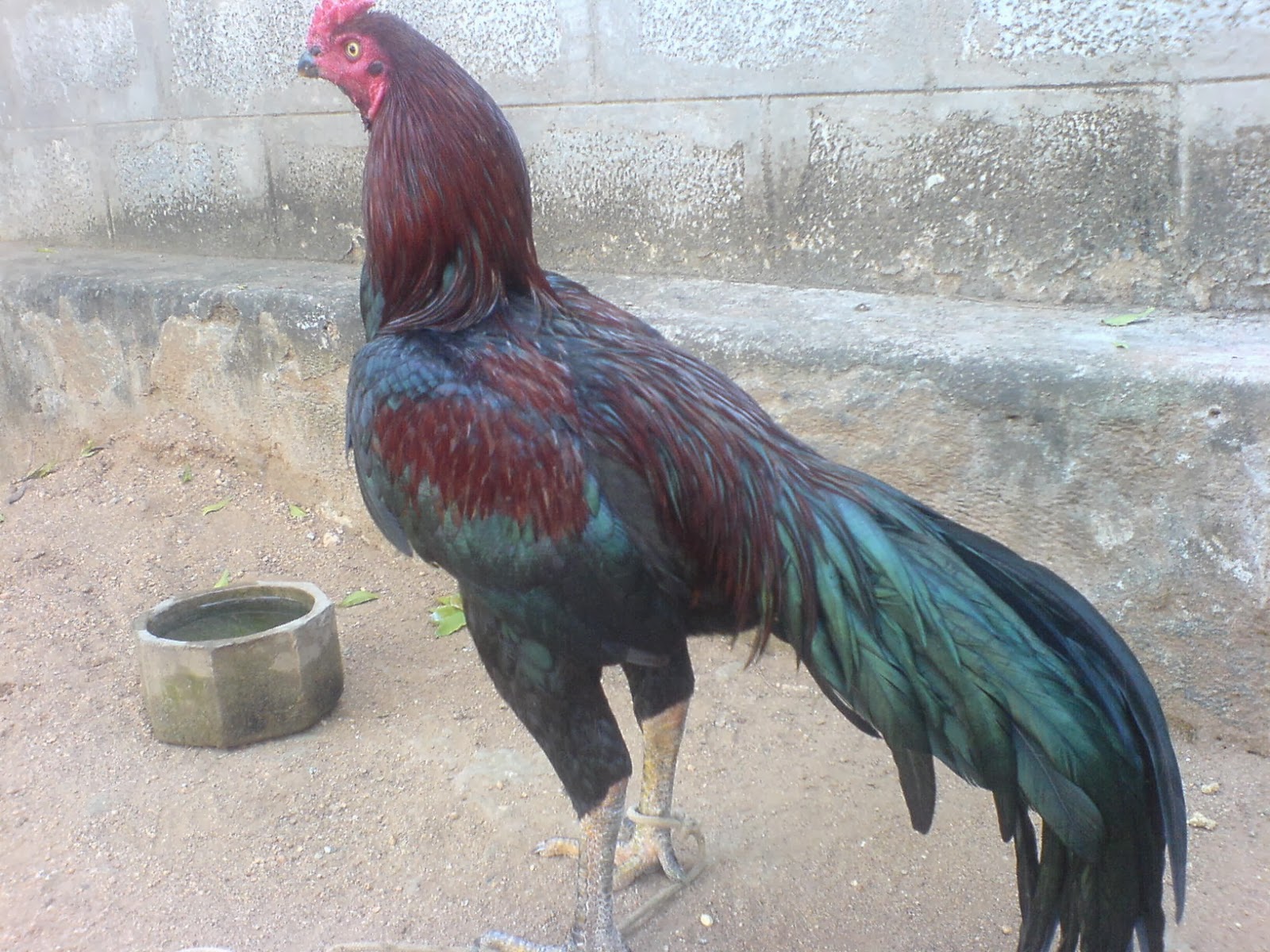 கட்டு சேவல் - KATTU SEVAL - SANDAI SEVAL - FIGHTING ROOSTER